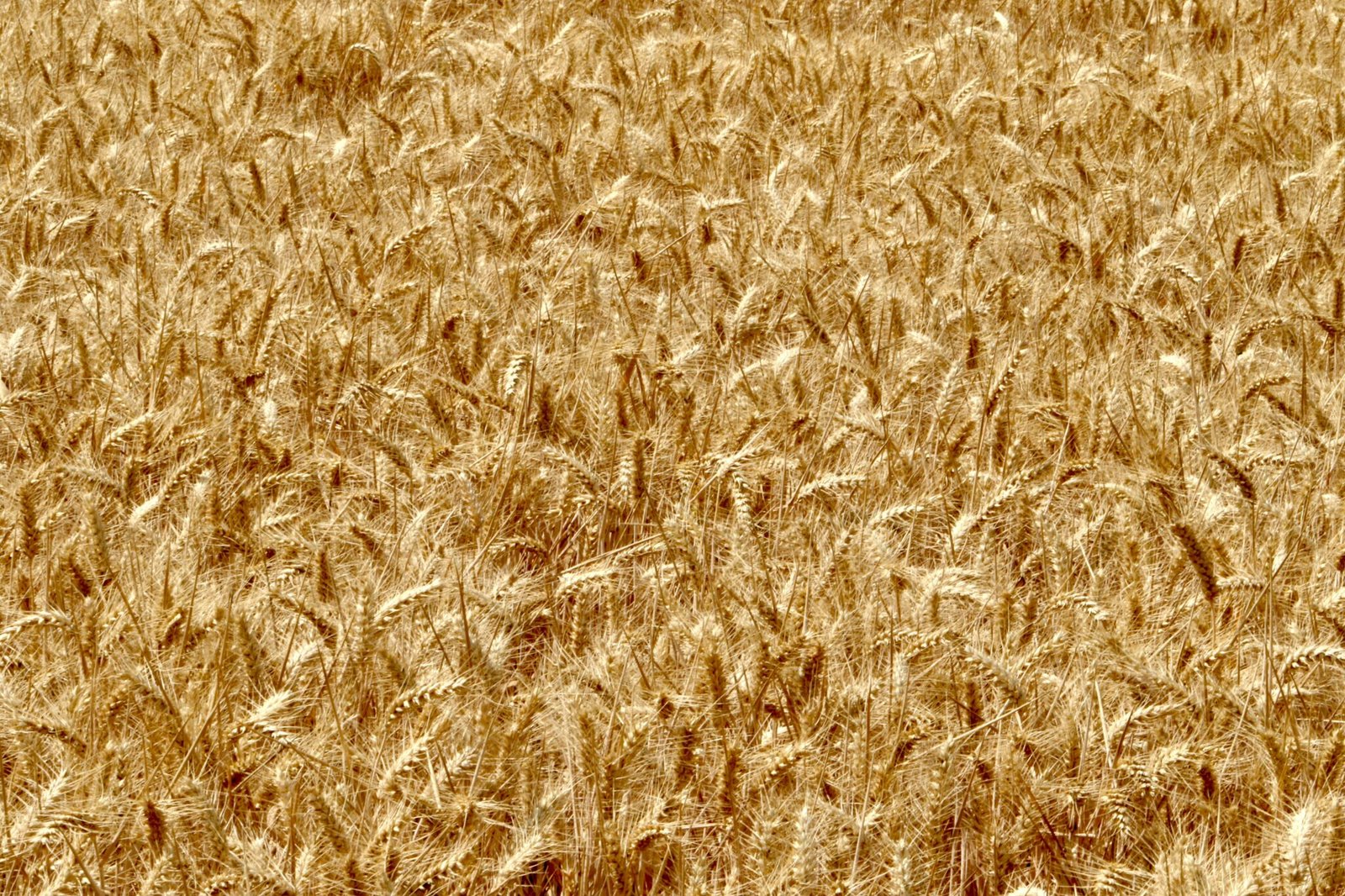 Shades of Wheat - Variations, Meanings, and Uses